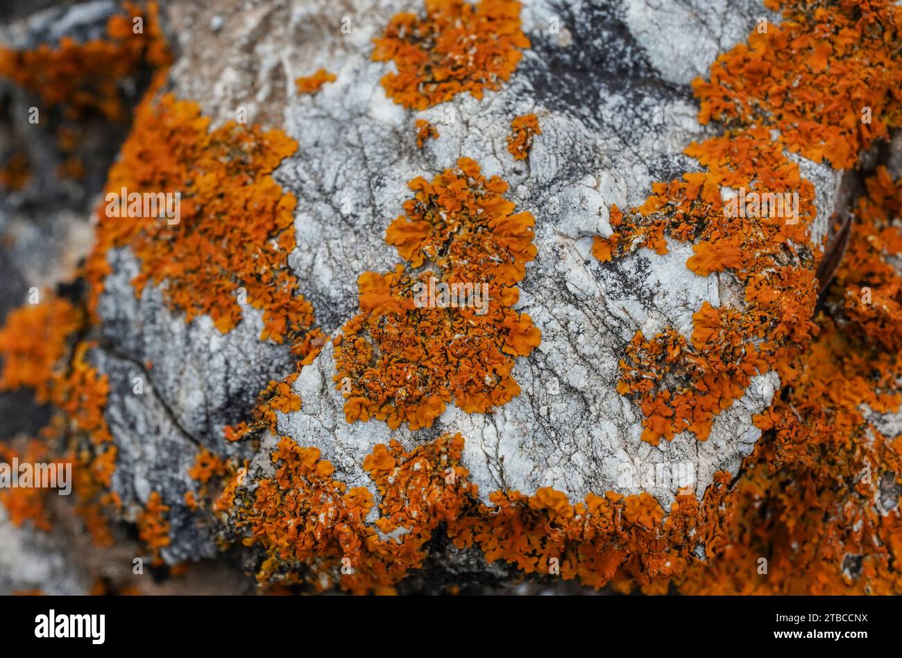 Fungi on rock hi-res stock photography and images - Alamy