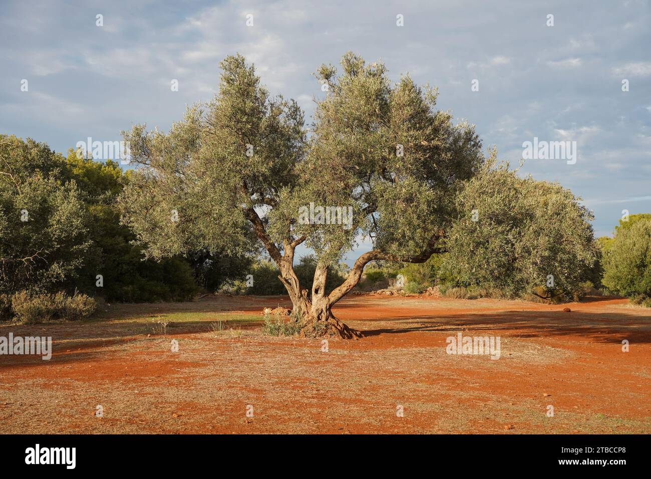 Olive trees, olive tree orchard, olive tree on red soil, mediterranean ...