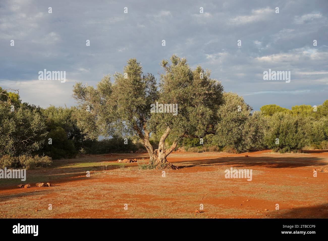 Olive trees, olive tree orchard, olive tree on red soil, mediterranean ...