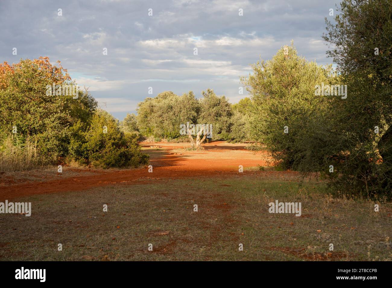 Olive tree on red soil hi-res stock photography and images - Alamy