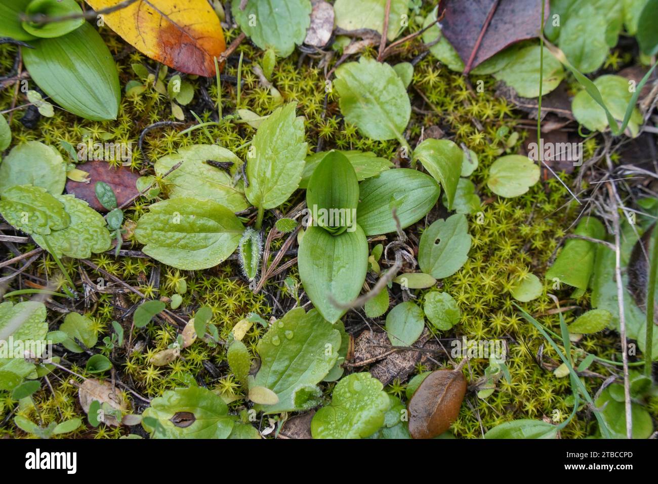 Basal leaves of Bumblebee orchid, Ophrys bombyliflora, in winter ...