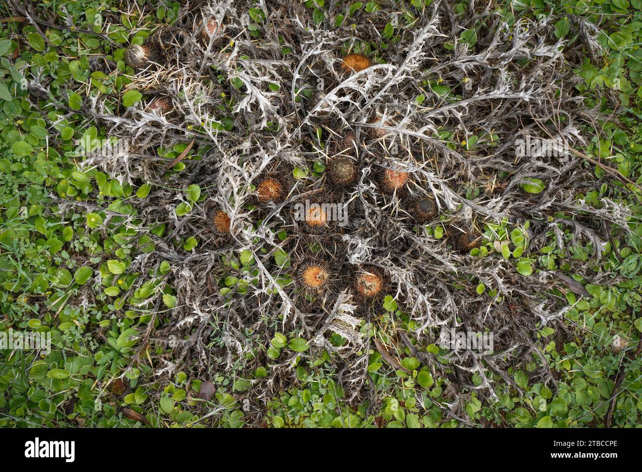 Carlina gummifera, stemless atractylis flowers, dead flowers, pine ...