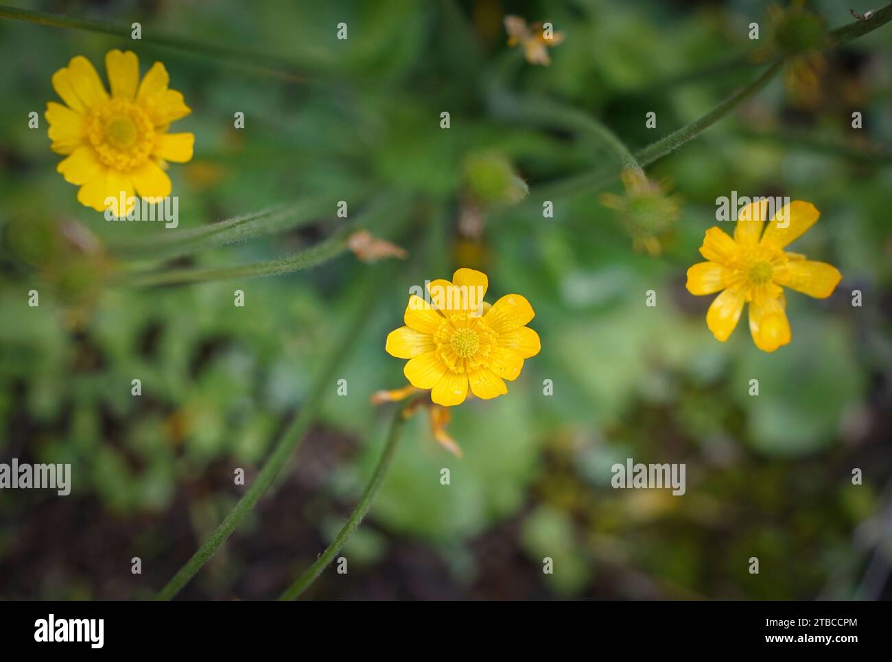 Ranunculus species hi-res stock photography and images - Alamy