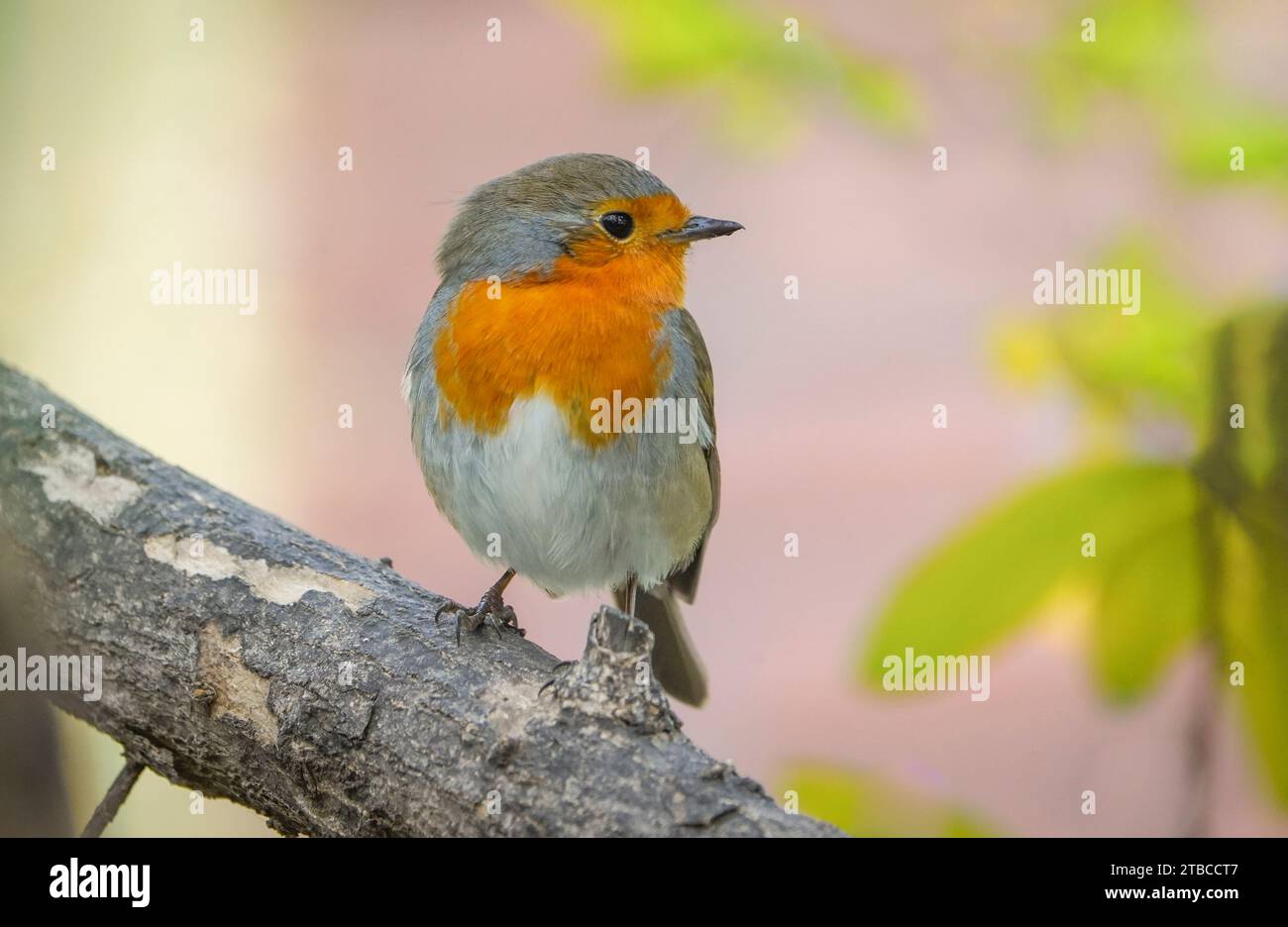 Robin european robin hi-res stock photography and images - Alamy