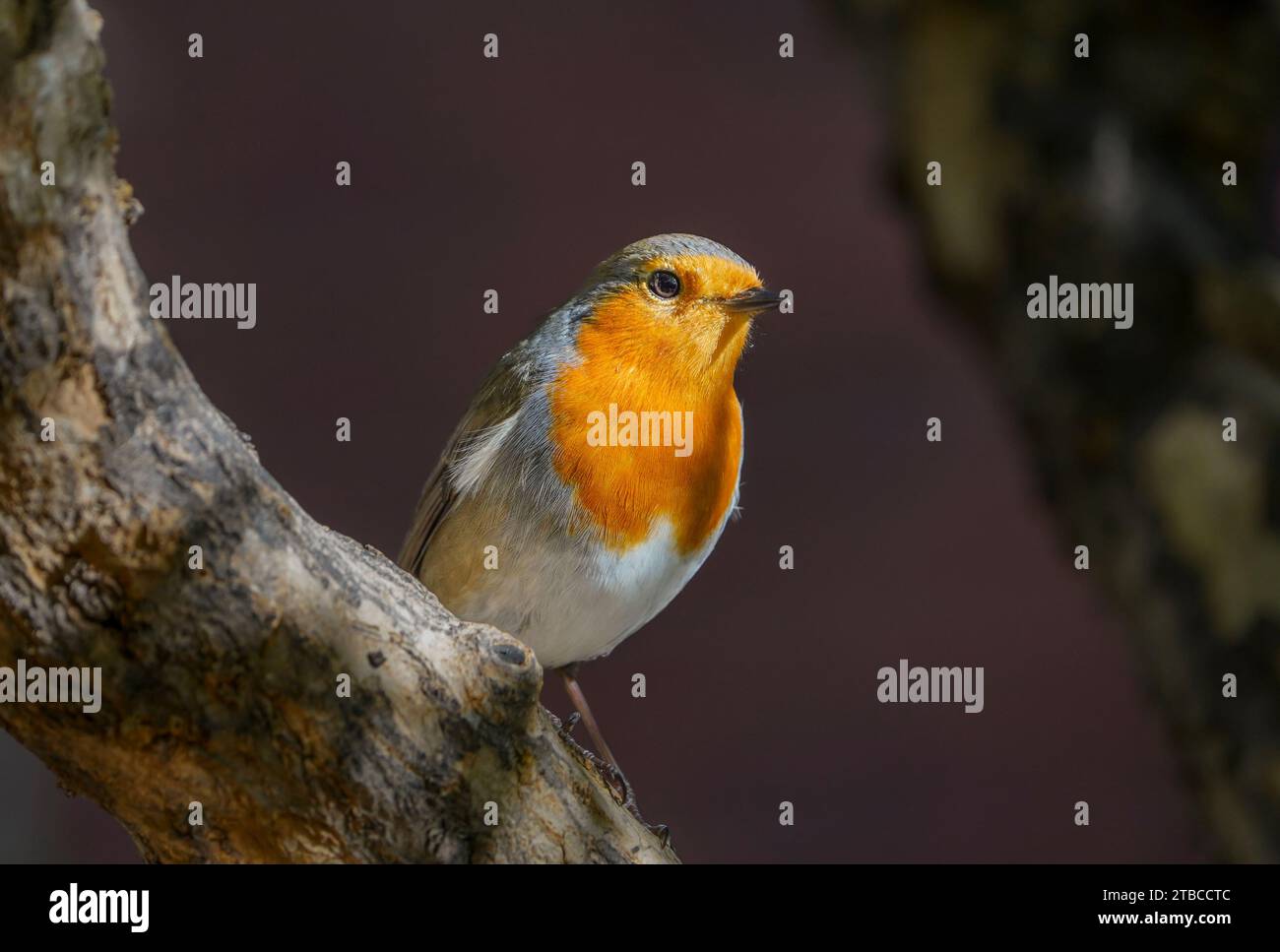 Robin european robin hi-res stock photography and images - Alamy