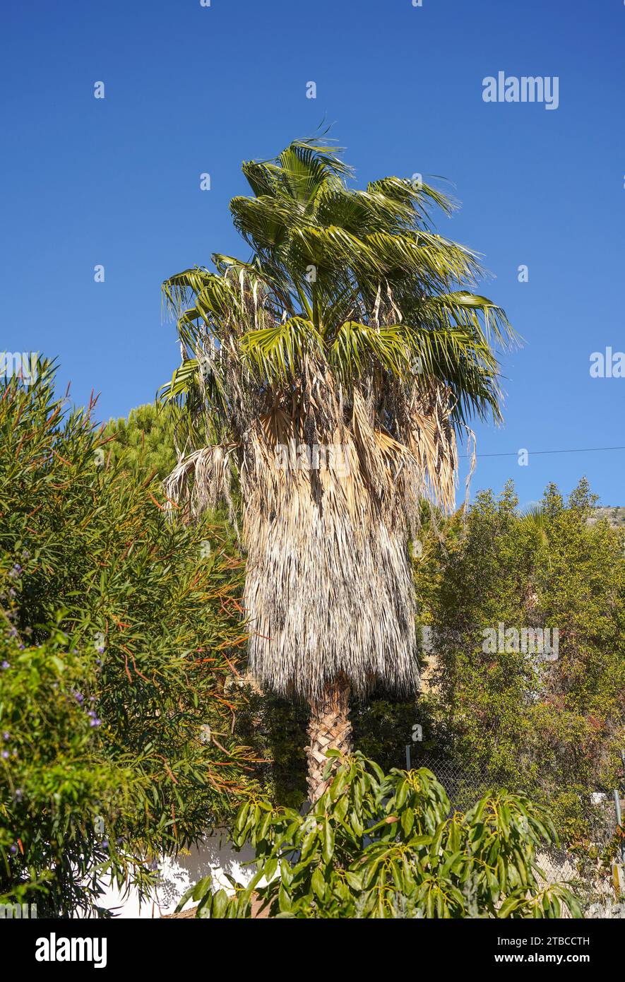 Tree washingtonia hi-res stock photography and images - Alamy