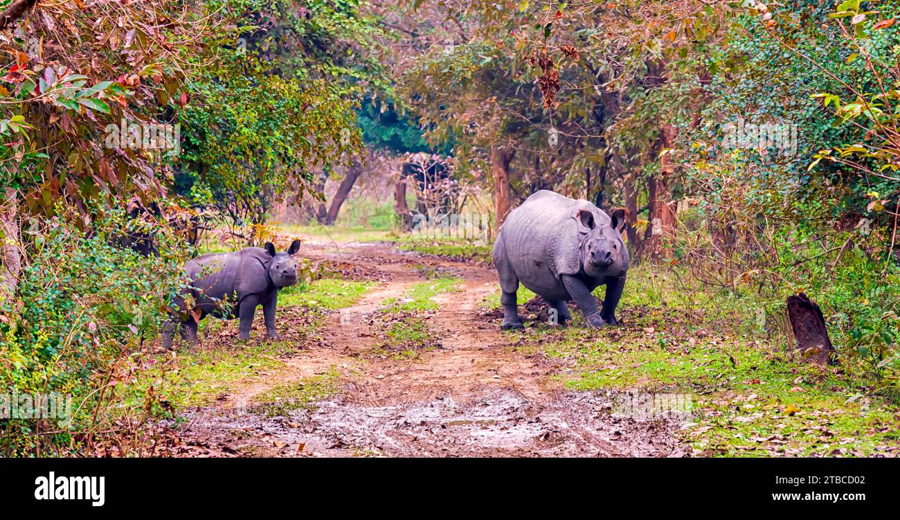 Great indian rhino hi-res stock photography and images - Alamy