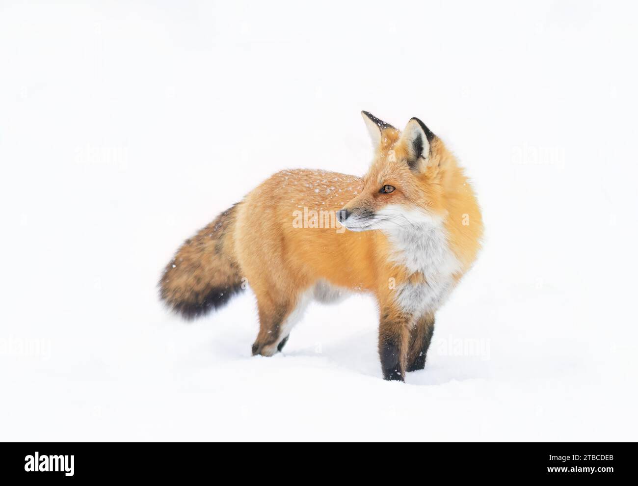 Red fox with a bushy tail and orange fur coat hunting in the freshly ...