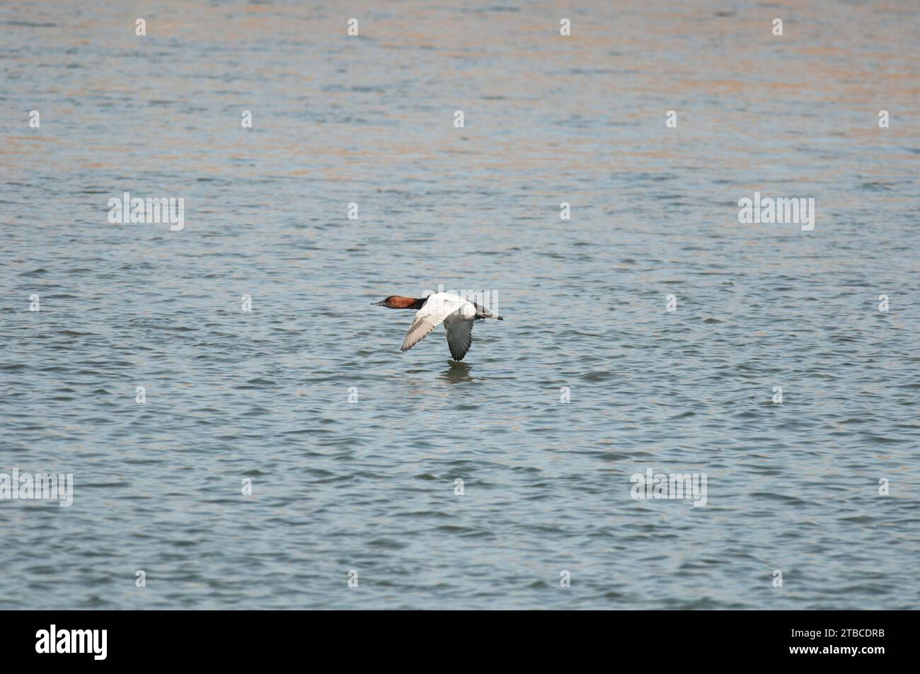 Canvasback flying hi-res stock photography and images - Alamy