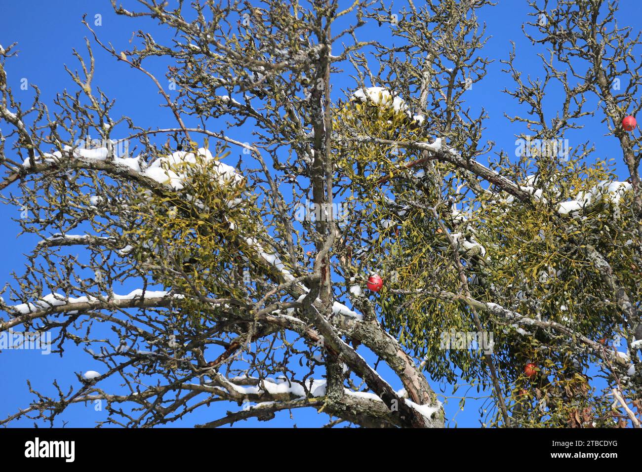 Tree covered in mistletoe hi-res stock photography and images - Alamy