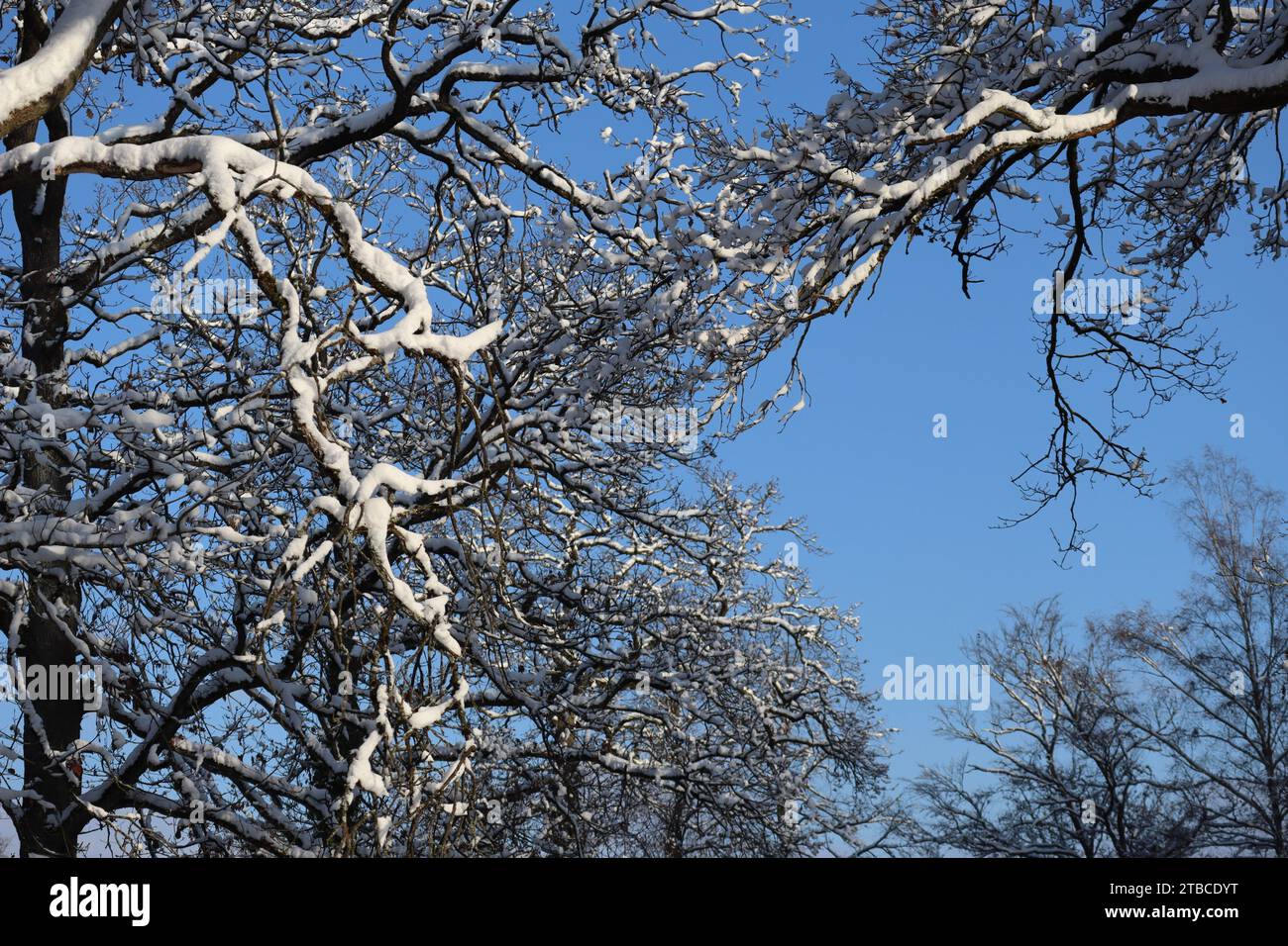 two Branches touch each other Stock Photo - Alamy