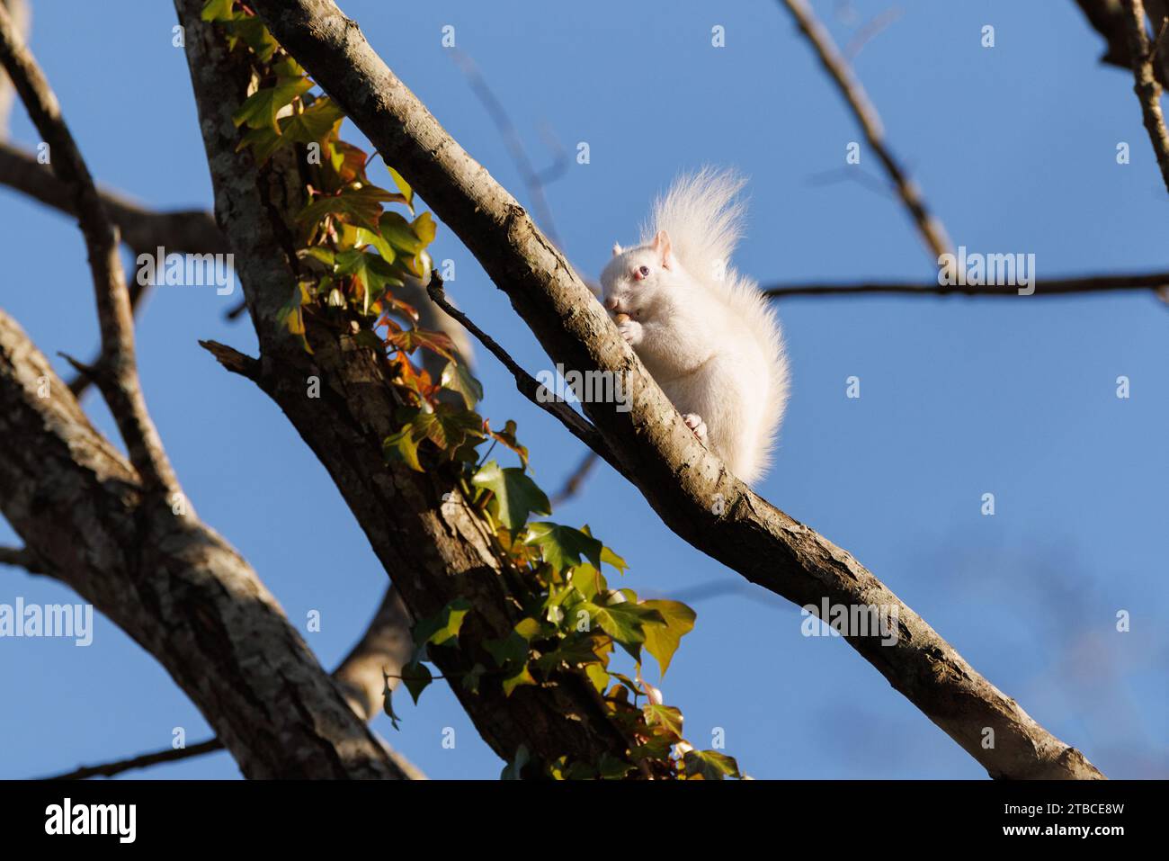 Albino squirrel one of the rarest animals in the United Kingdom is seen ...