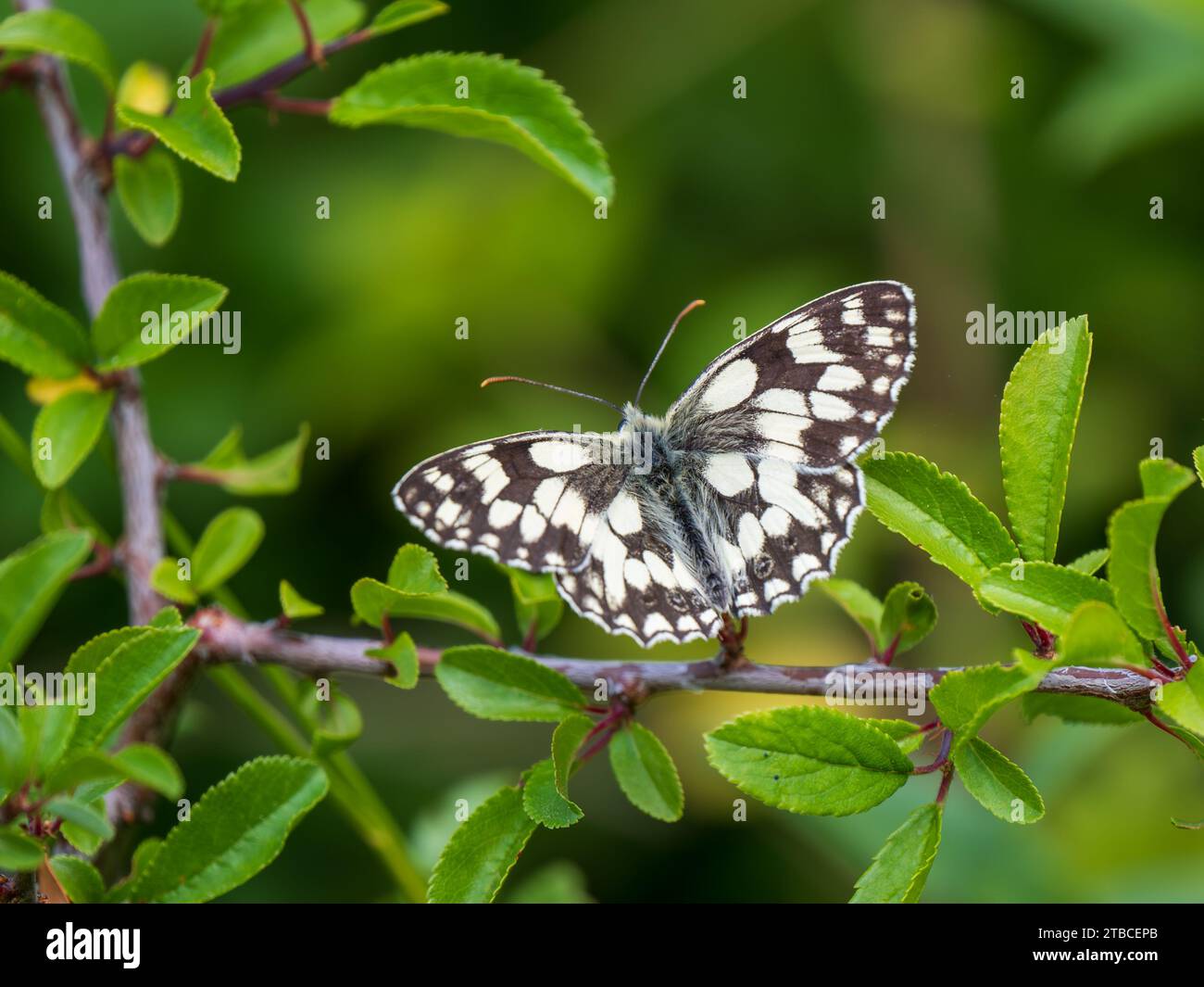 Marbled White Butterfly on Wild Privit Stock Photo - Alamy