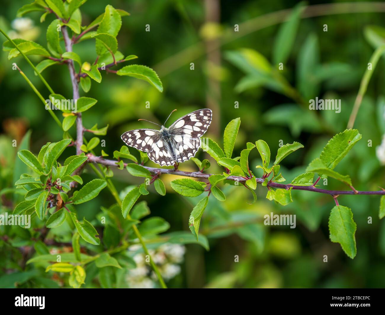 Privit hi-res stock photography and images - Alamy