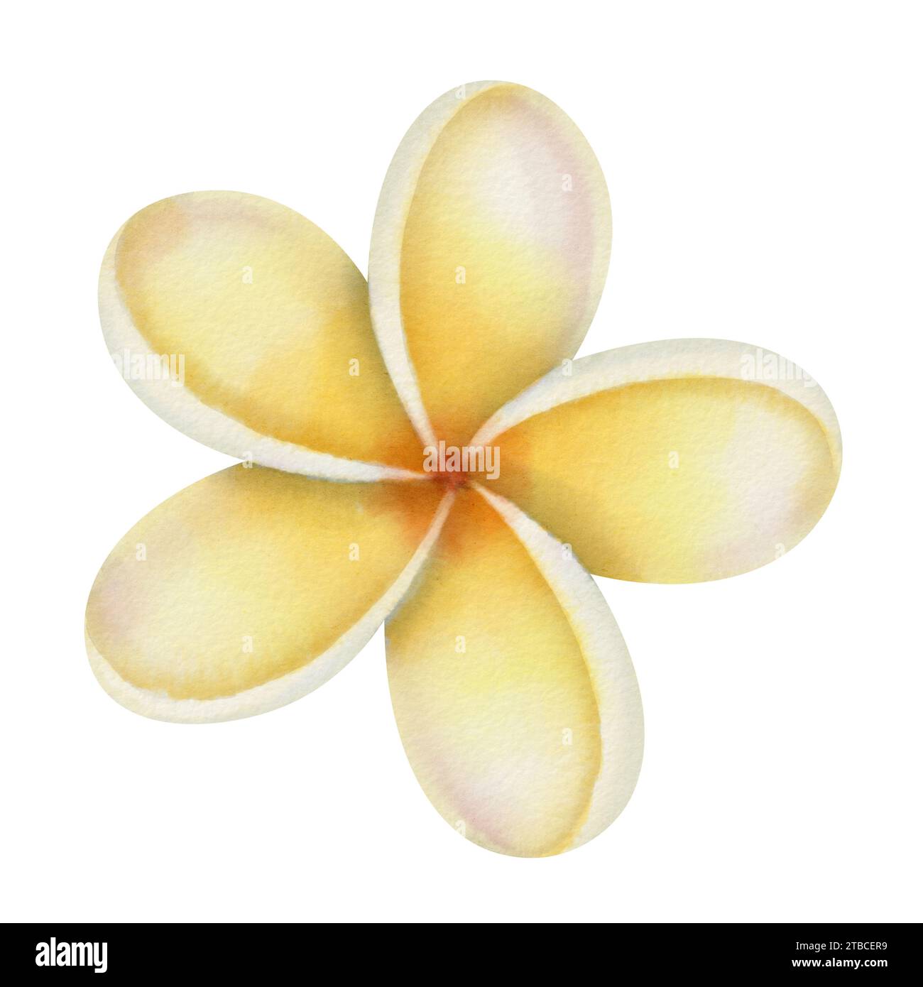 Plumeria Flower Watercolor illustration. Hand drawn clip art of ...