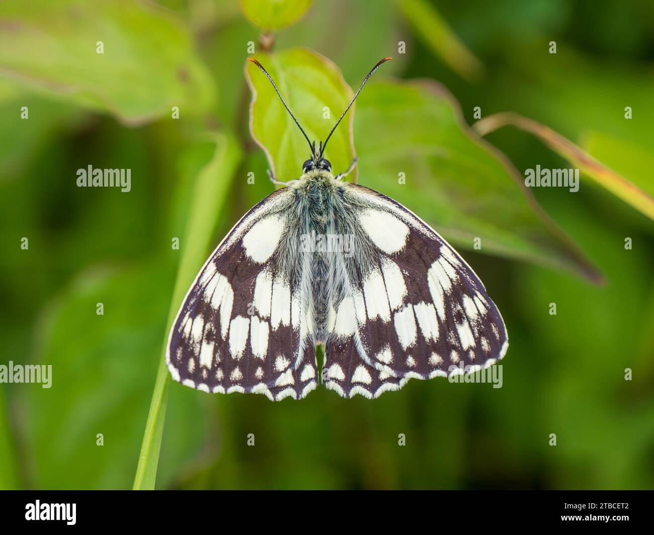 Butterfly wings half open resting hi-res stock photography and images ...