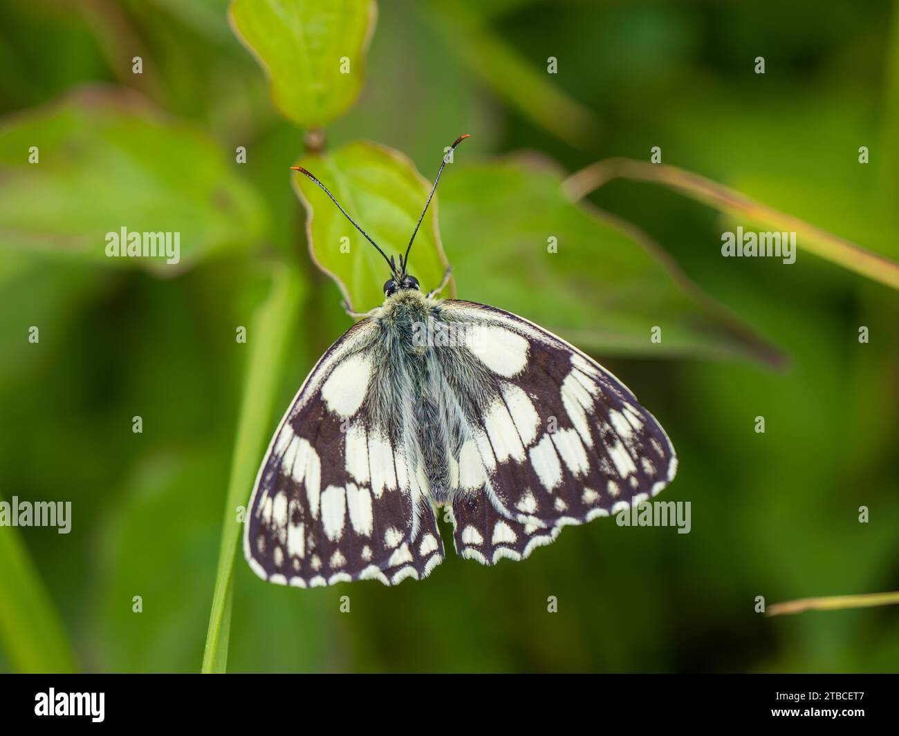 Butterfly wings half open resting hi-res stock photography and images ...