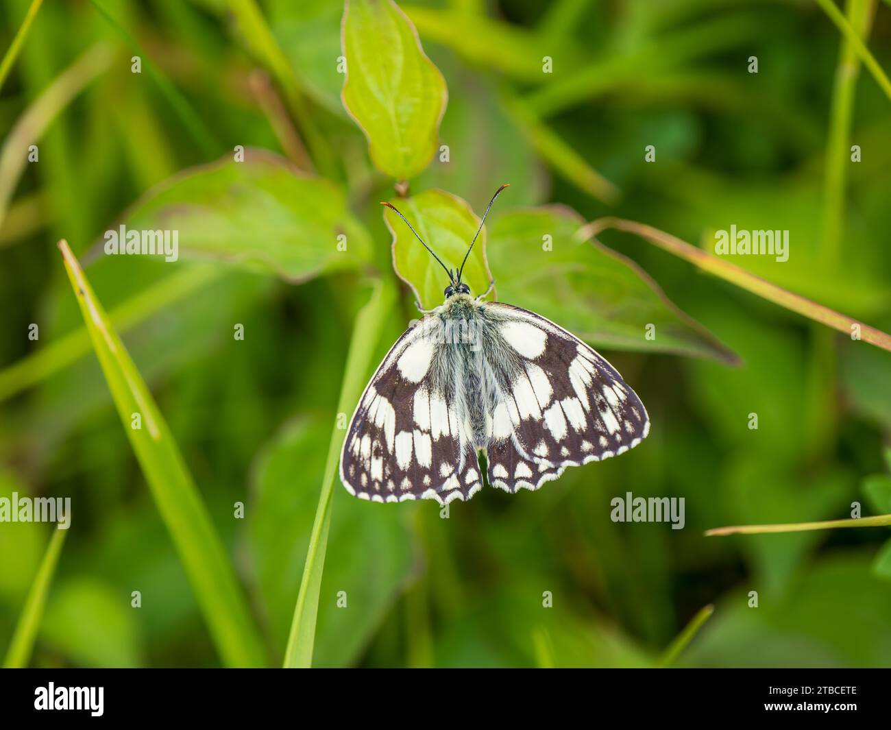 Butterfly wings half open resting hi-res stock photography and images ...