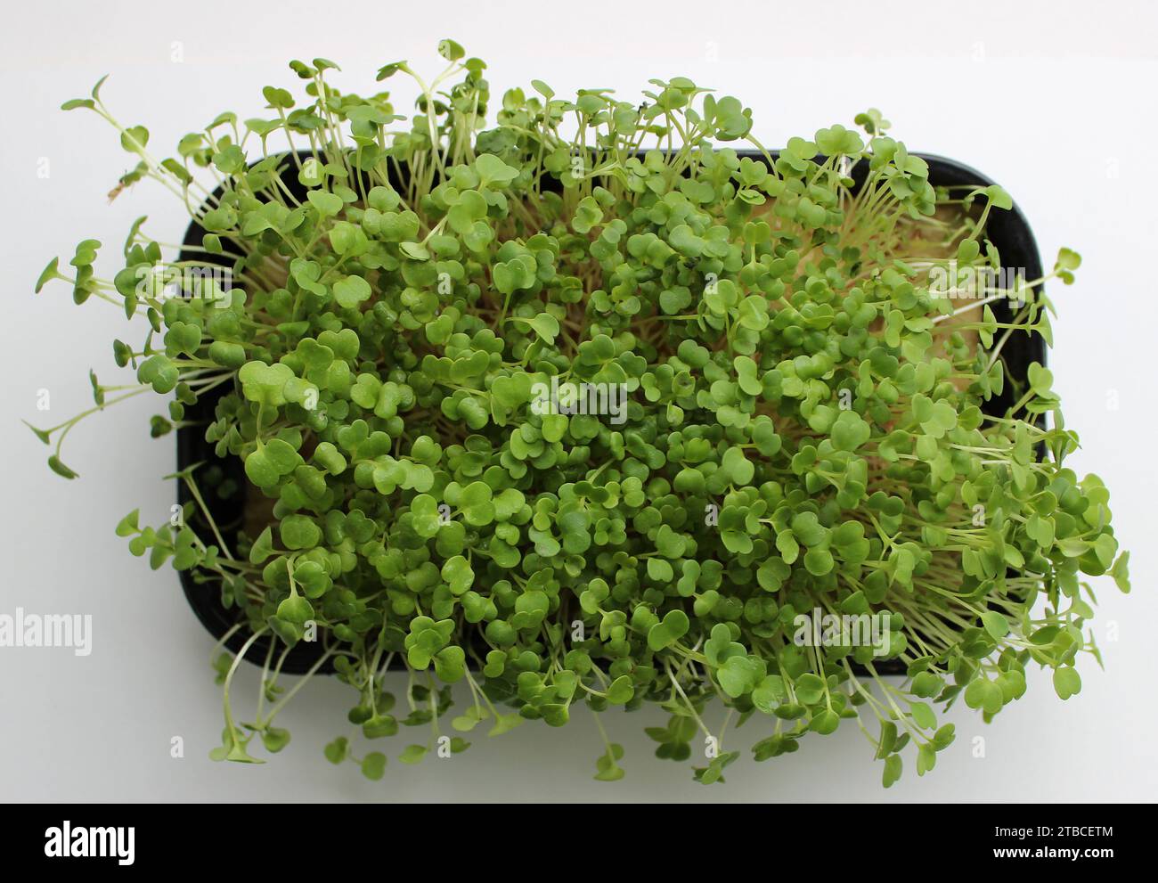 Microgreens detailed hi-res stock photography and images - Alamy