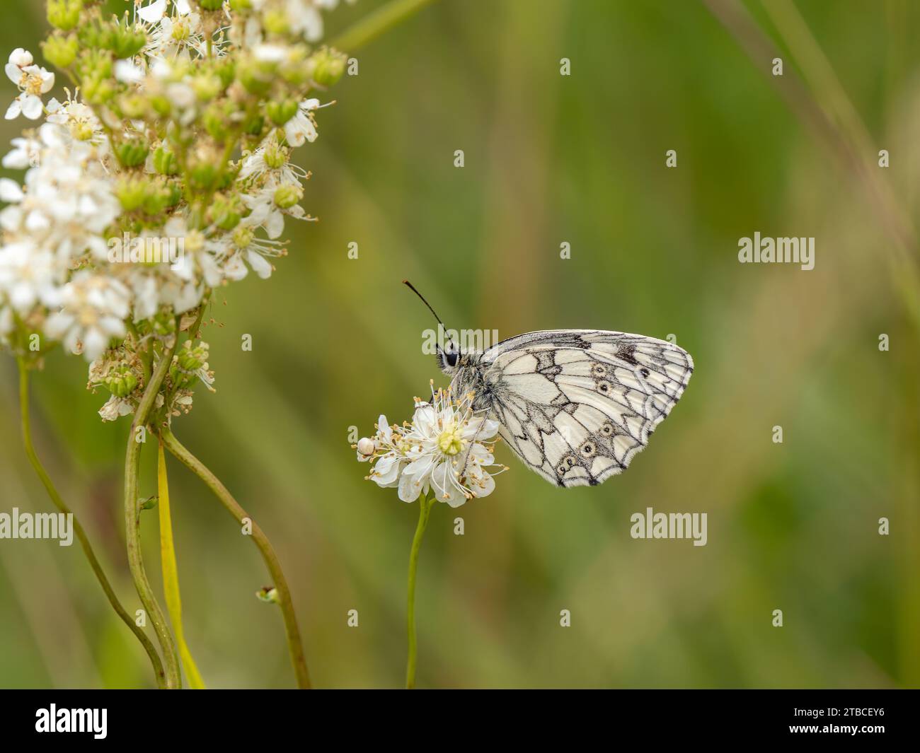 Marbled White Butterfly Feeding. Wings Closed Stock Photo - Alamy
