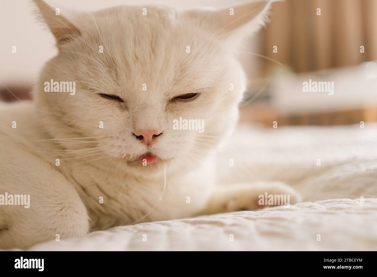 Sick cat sad hi-res stock photography and images - Alamy