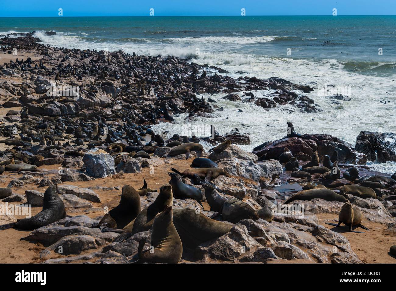 Otariidae hi-res stock photography and images - Alamy