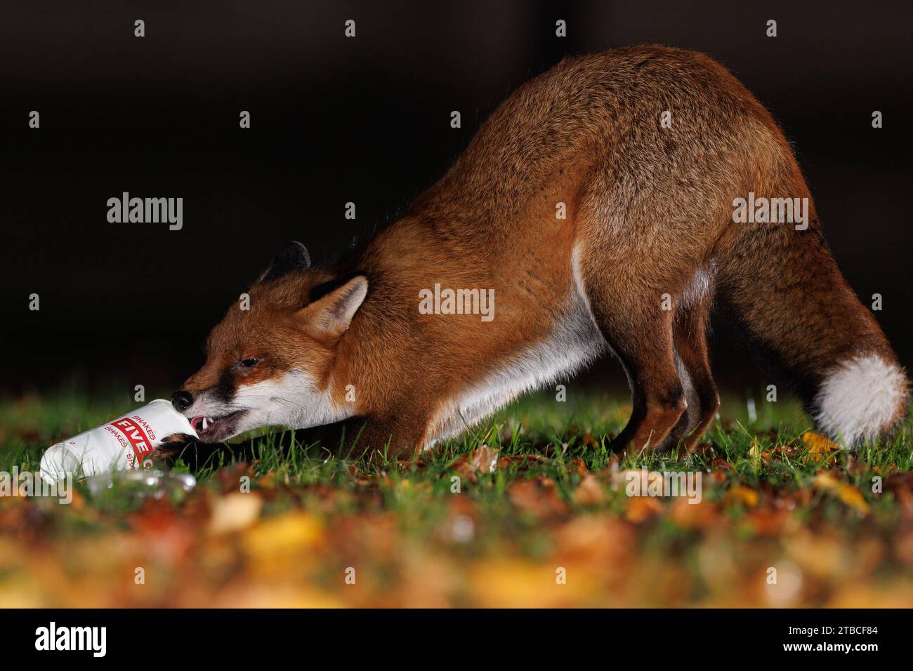 A Fox plays with a Five Guys drinks carton in Bristol City Centre at ...