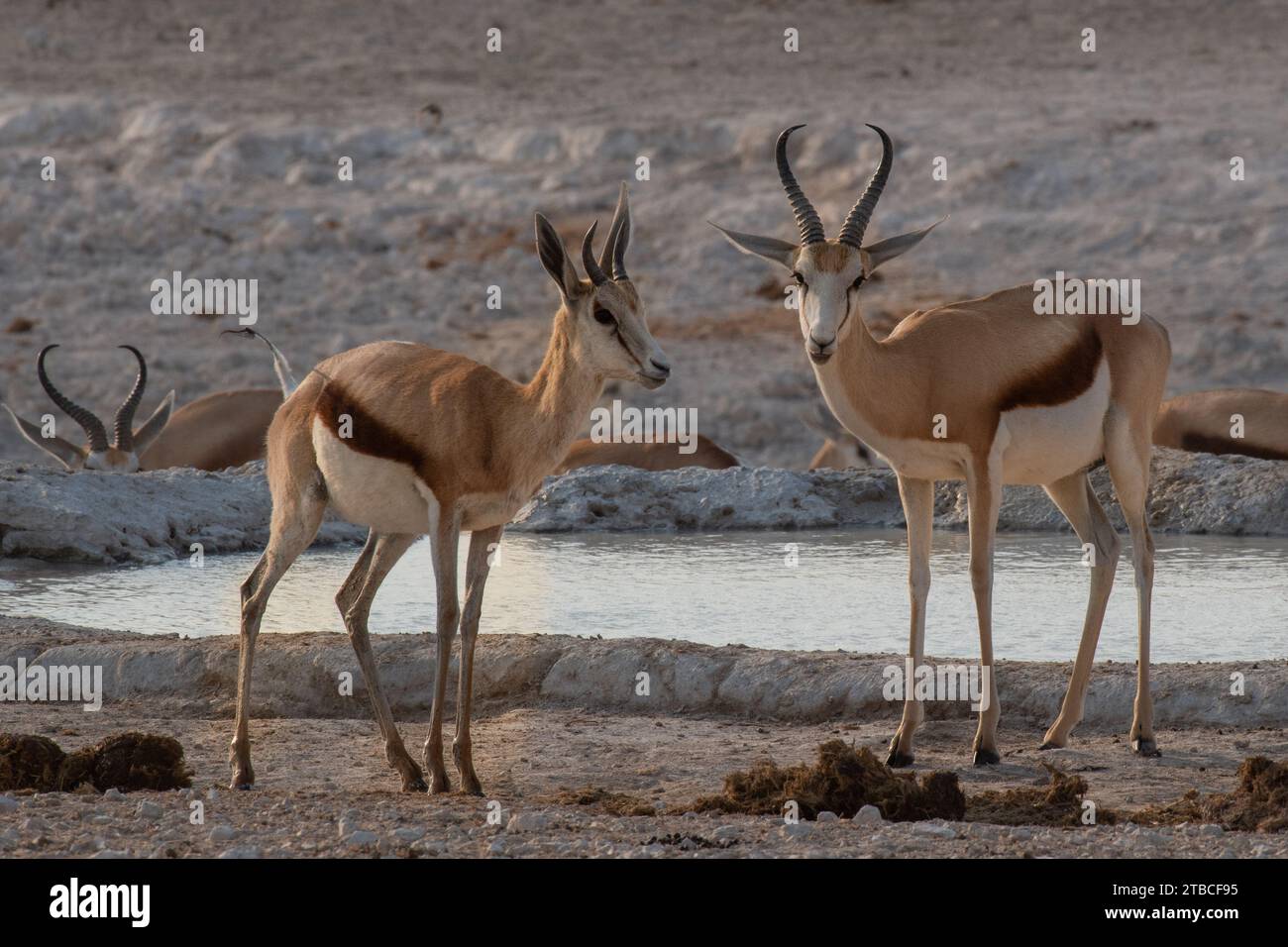 Springbook hi-res stock photography and images - Alamy