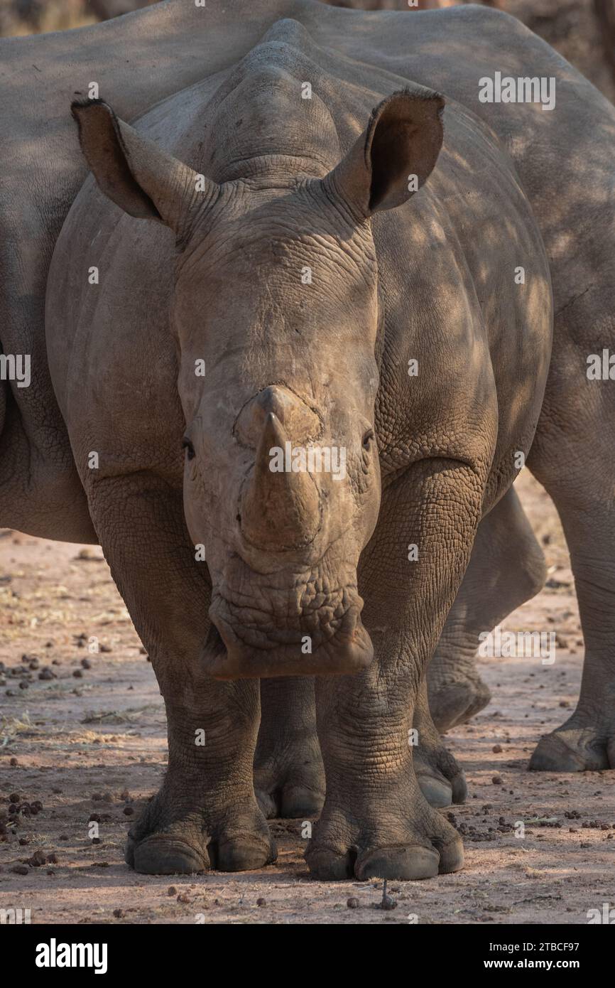 White rhino, Ceratotherium simum, Rhinocerontidae, Mount Etjo Protected ...