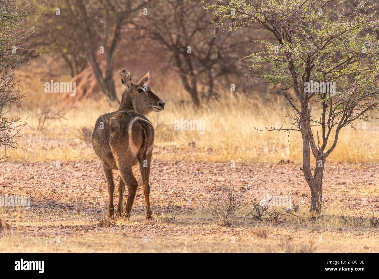 Female Waterbuck, Kobus ellipsiprymnus, Bovidae, Mount Etjo Protected ...