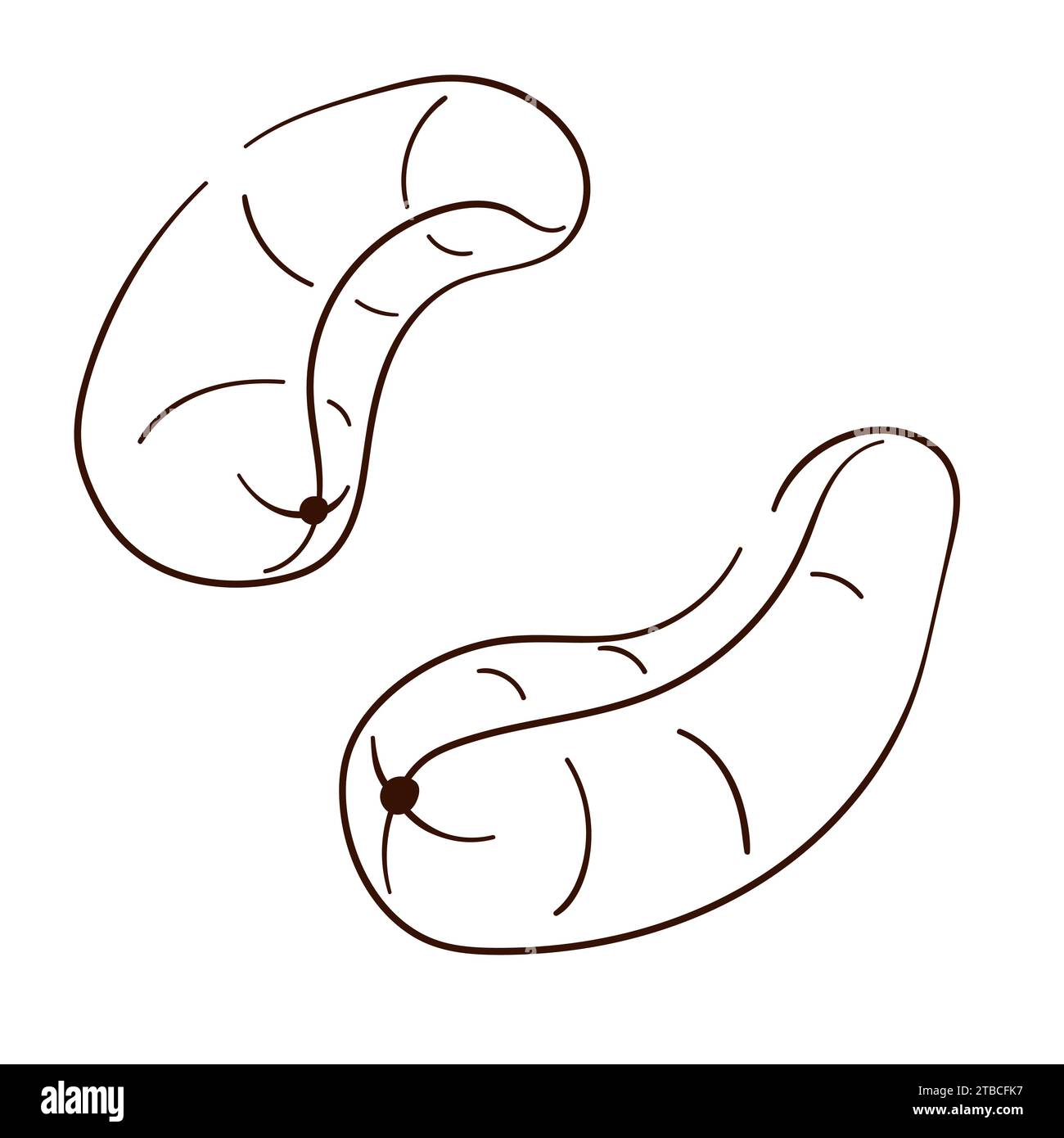 Cashew line art style set. Fresh and fried organic healthy food. Nuts ...