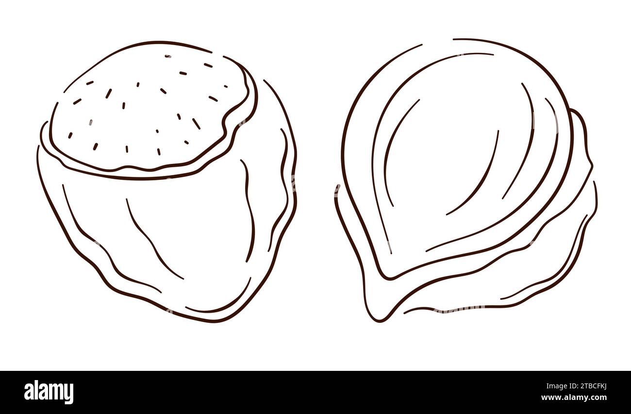 Hazelnut icon in line art style. Nuts in shell and peeled in sketch ...