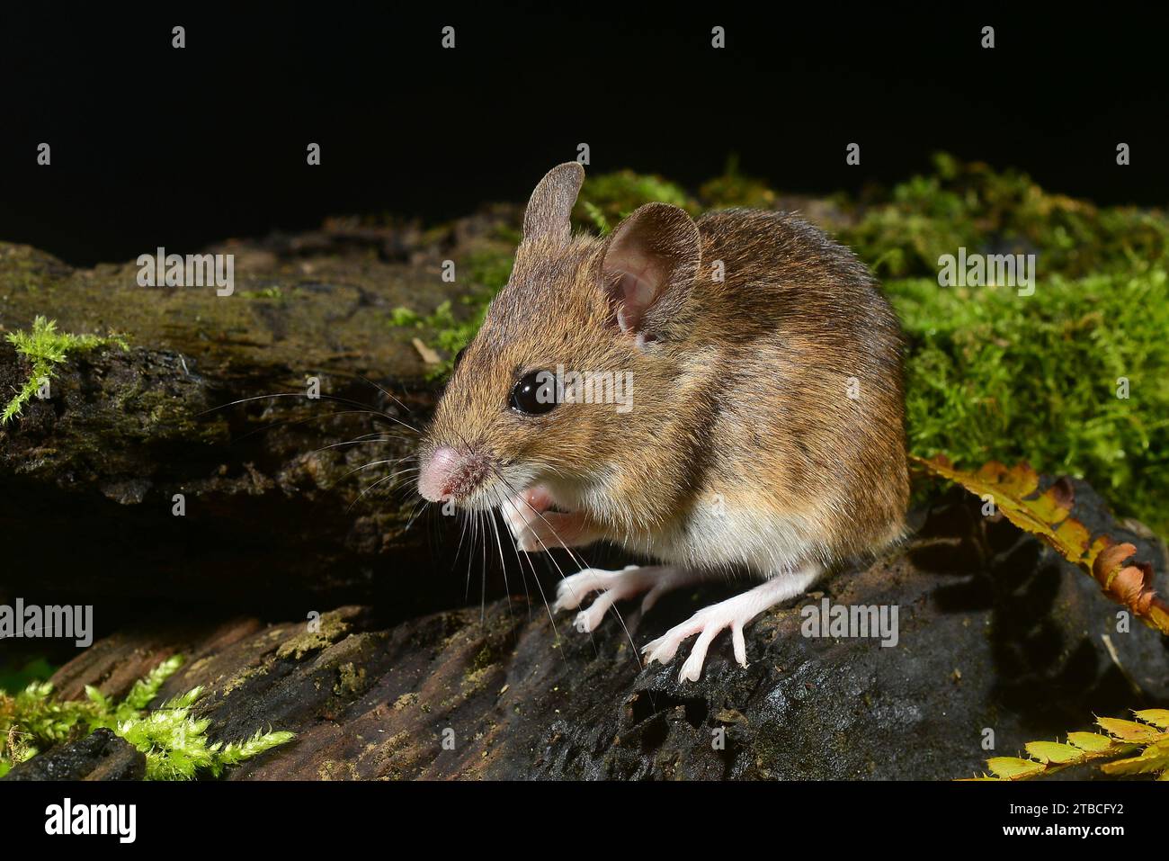 Mouse species hi-res stock photography and images - Alamy