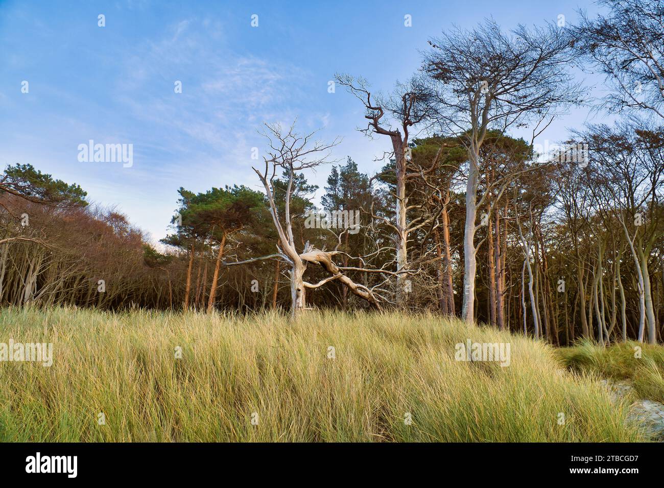 Forest on the coast of the Baltic Sea. Dune grass in the foreground ...