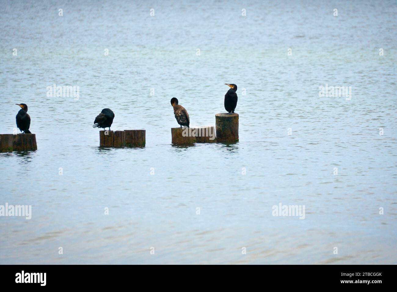 Under sea creature hi-res stock photography and images - Alamy