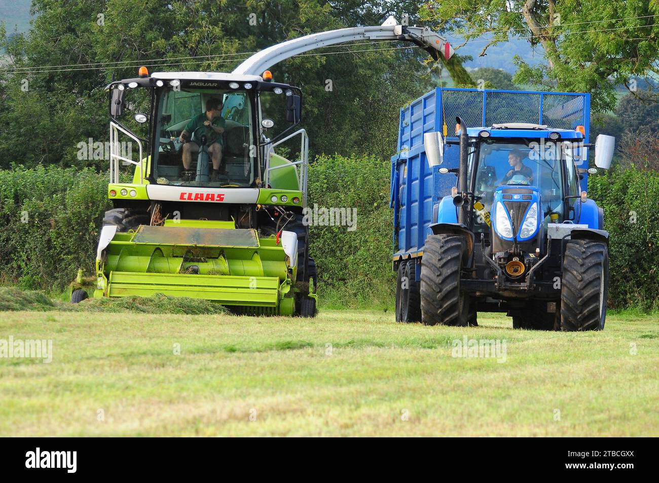 Forage harvester collecting silage on a Dorset hillside Stock Photo - Alamy