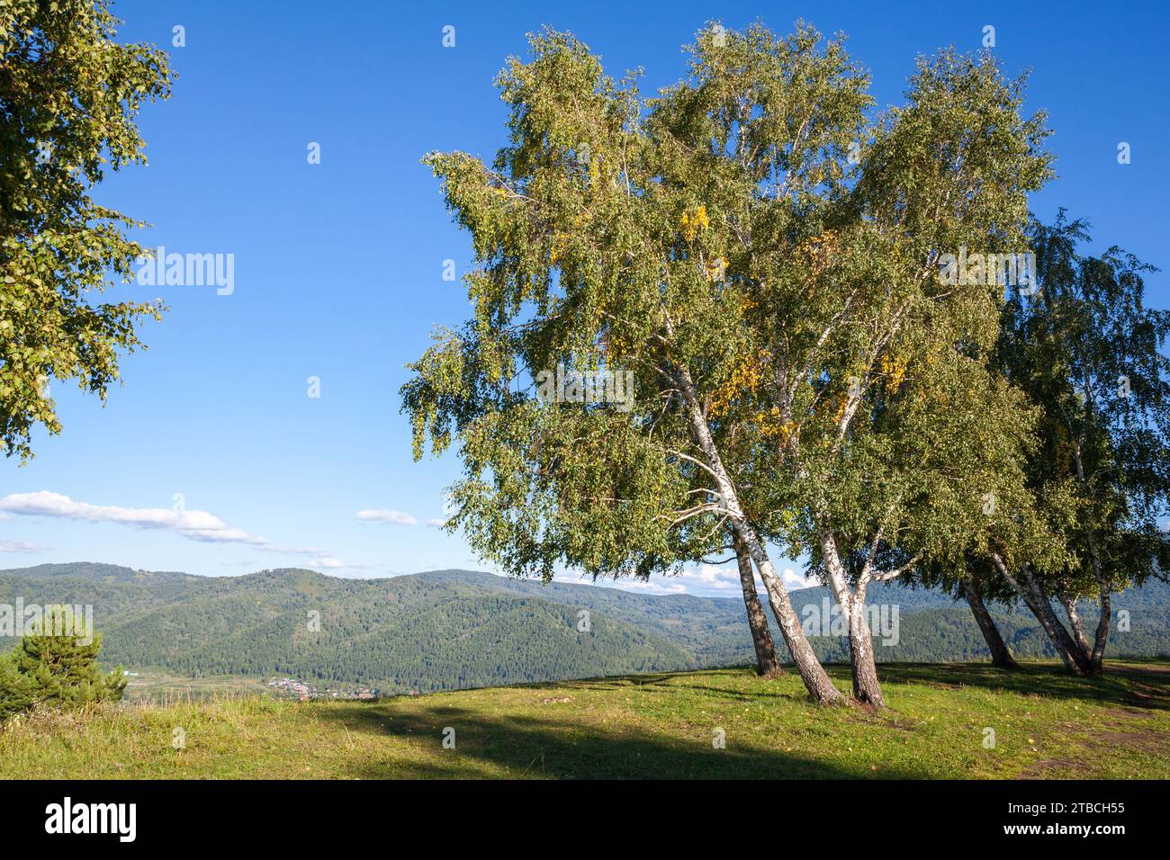 Siberia landscape trees hi-res stock photography and images - Alamy