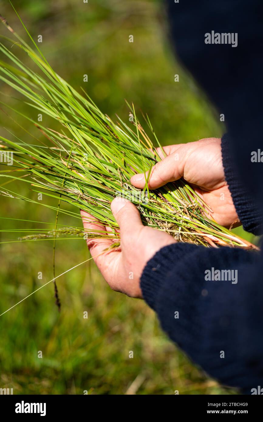 plant and soil agronomy by a farmer in a field on a farm Stock Photo ...
