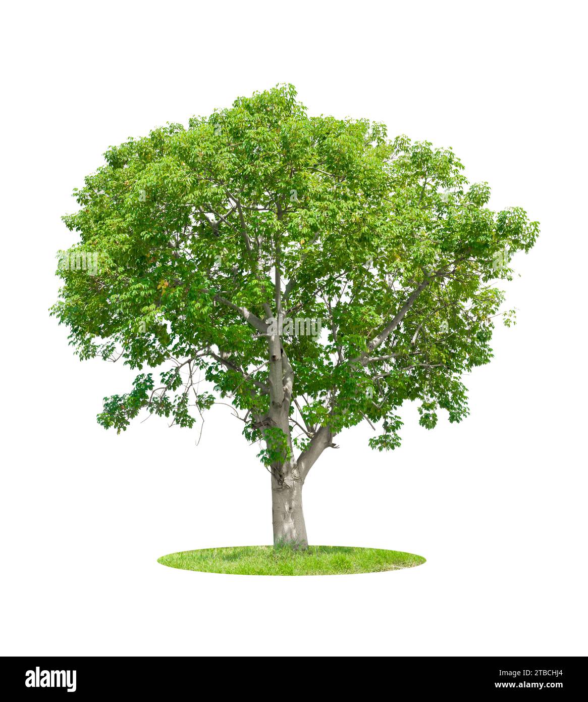 single tree isolated on white background Stock Photo - Alamy