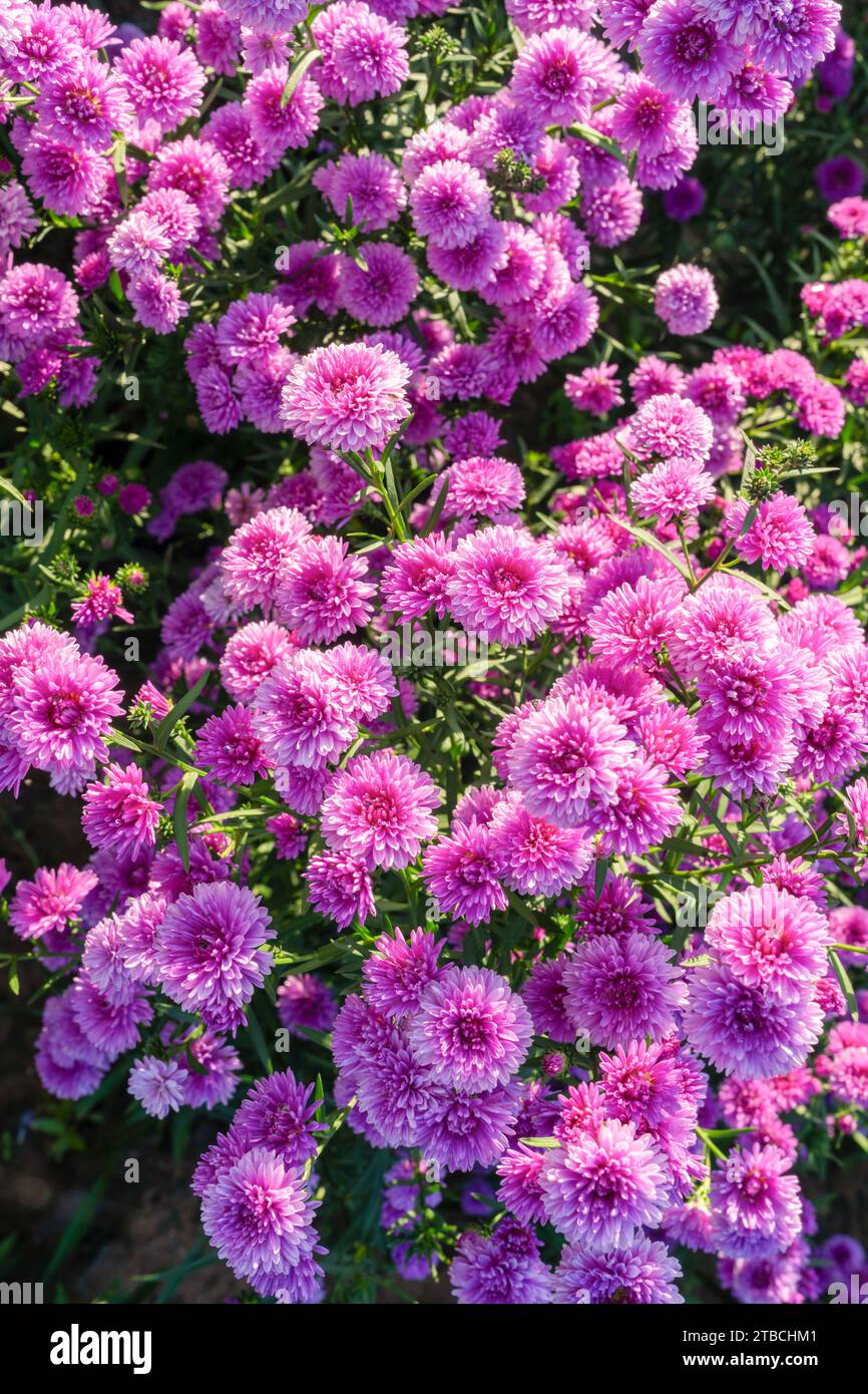 Margaret flower hi-res stock photography and images - Alamy