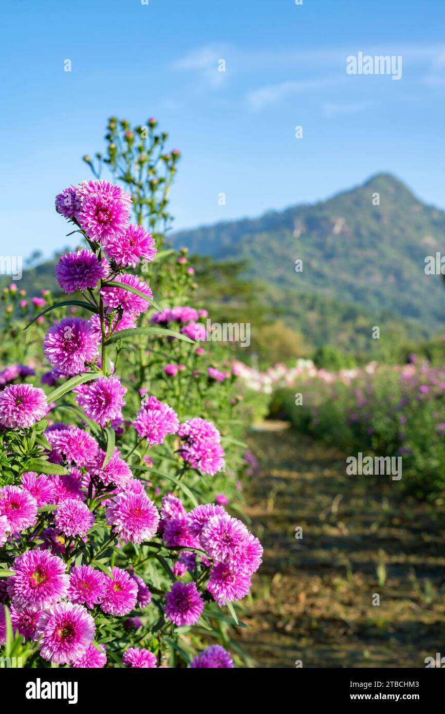 Margaret flower hi-res stock photography and images - Alamy