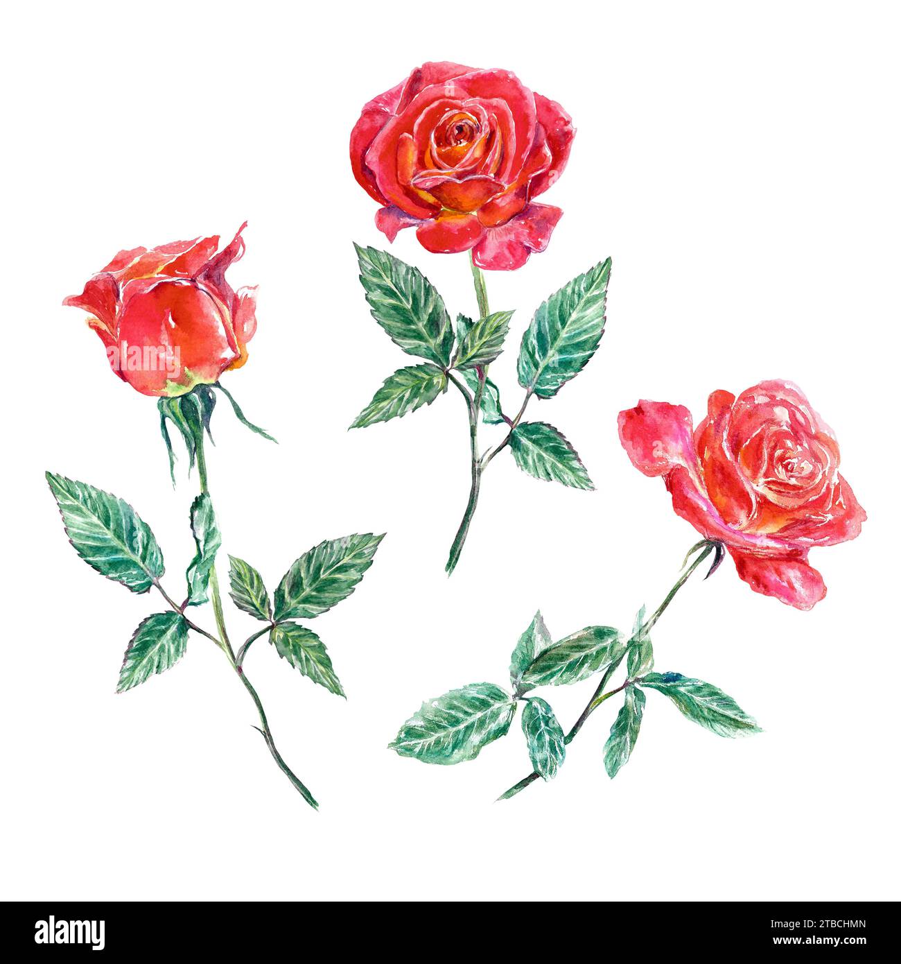 Three red roses with green leaves. Watercolor illustration isolated on ...