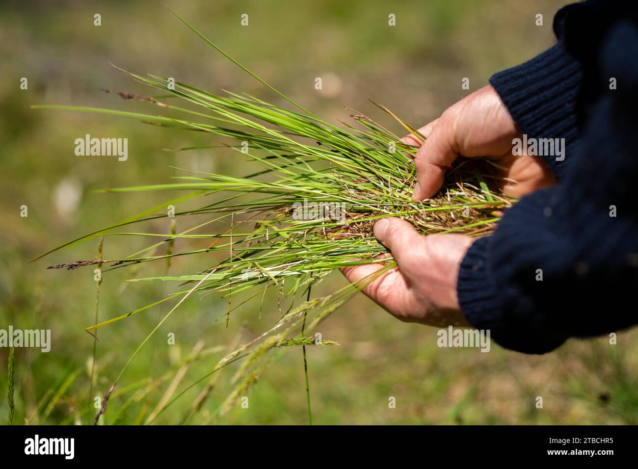 plant and soil agronomy by a farmer in a field on a farm Stock Photo ...