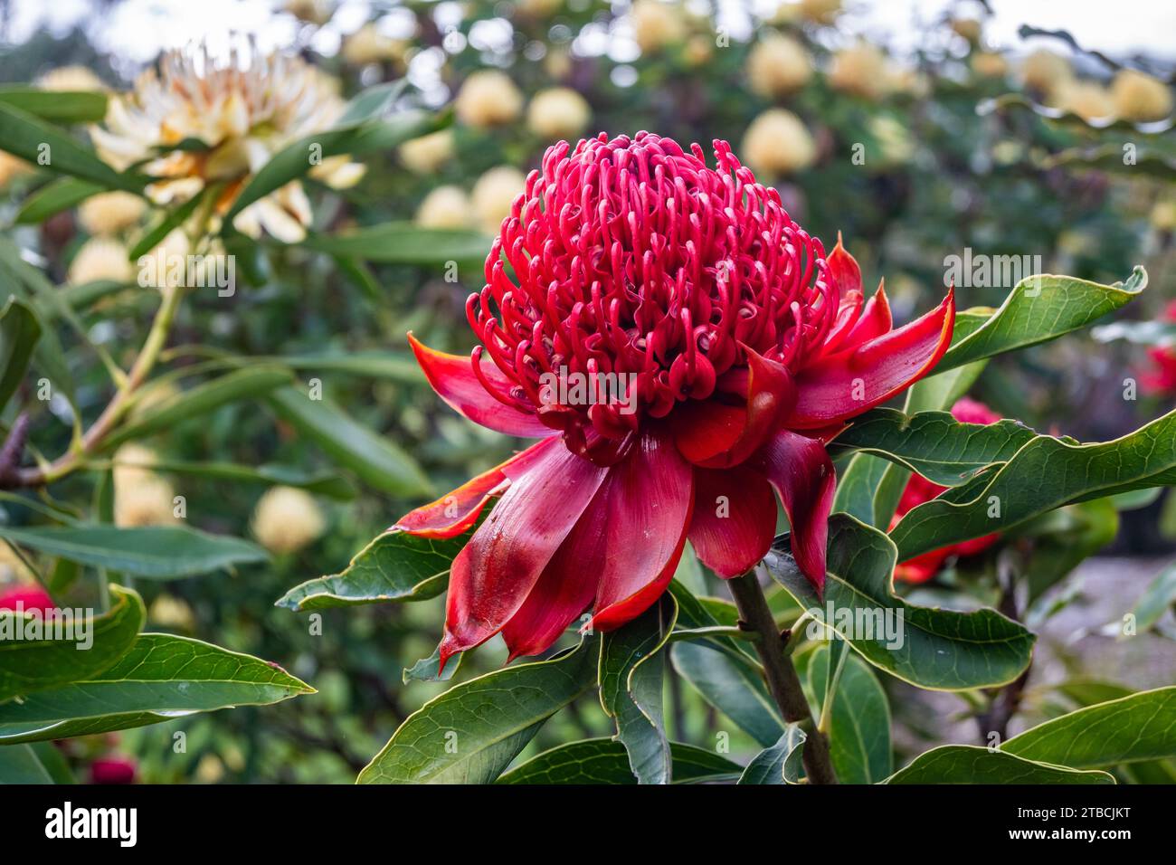 Australian protea hi-res stock photography and images - Alamy