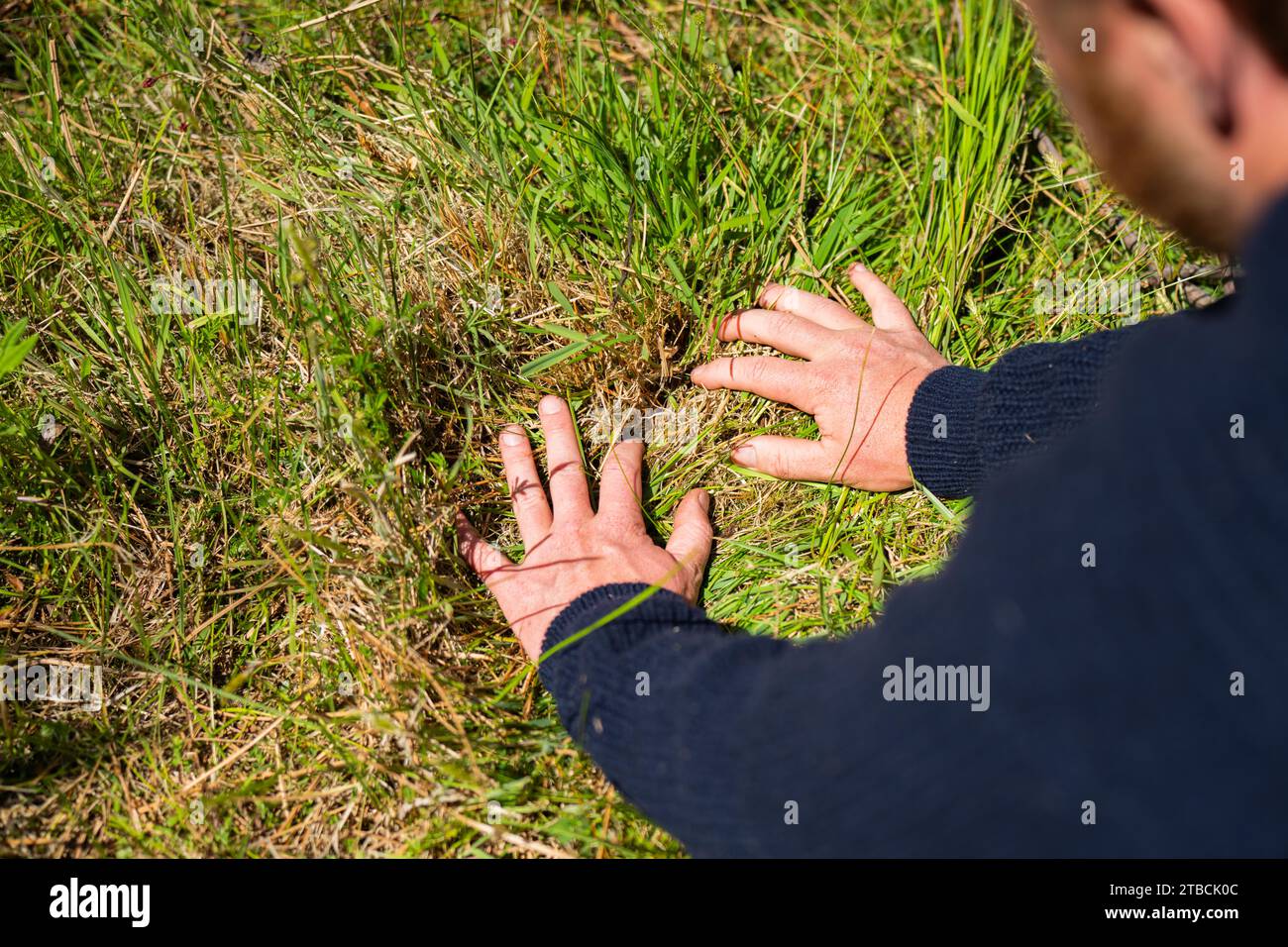 plant and soil agronomy by a farmer in a field on a farm Stock Photo ...