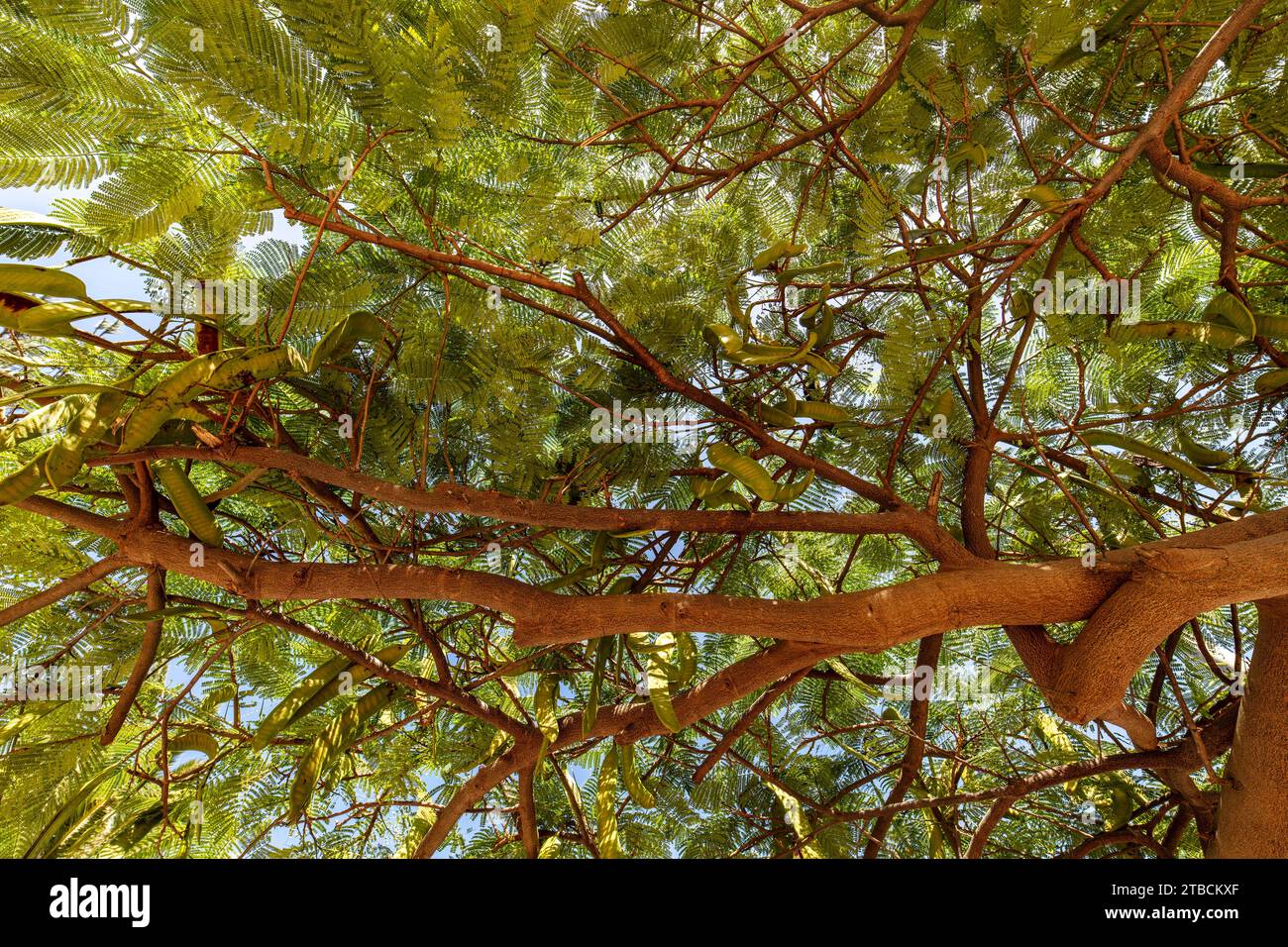 Carob Tree with pods and foliage. Natural intimate useful ornamental ...