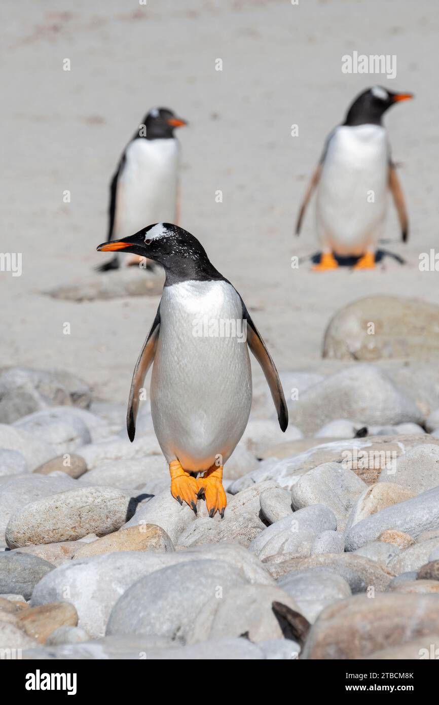 Falkland Islands, West Falklands, Grave Cove. Gentoo penguins ...