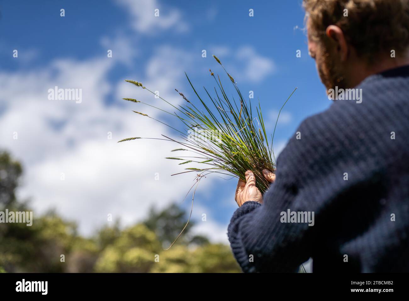 plant and soil agronomy by a farmer in a field on a farm Stock Photo ...