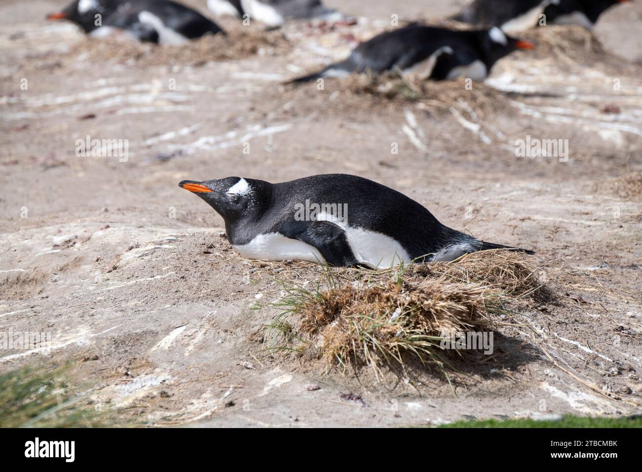 Falkland Islands, West Falklands, Grave Cove. Nesting Gentoo penguins ...