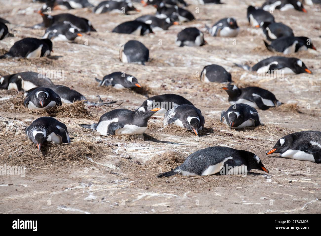 Falkland Islands, West Falklands, Grave Cove. Nesting Gentoo penguins ...